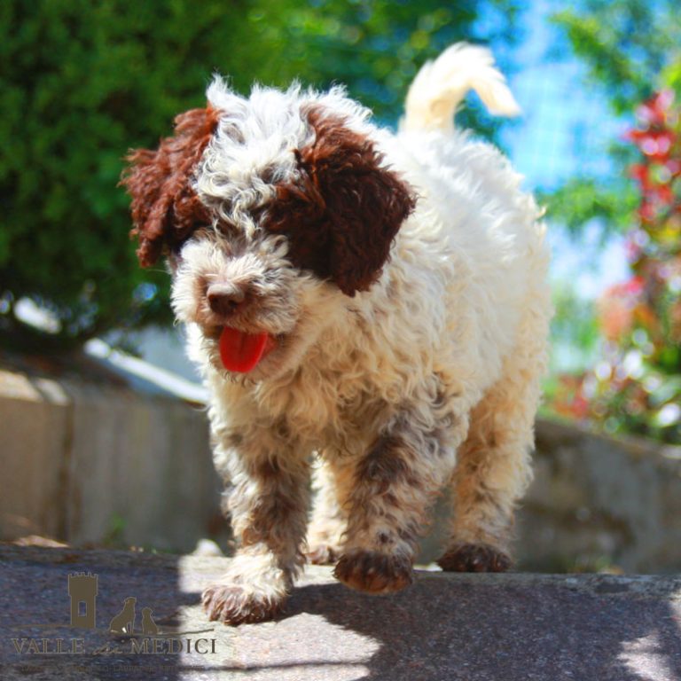 Dietary Considerations for Lagotto Romagnolo Dogs – critiquespot